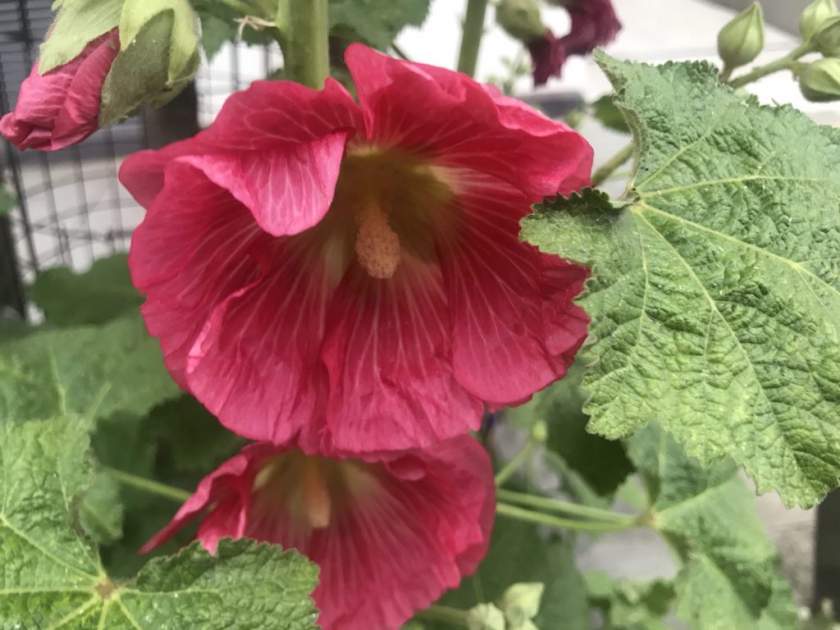 Alcea rosea or Hollyhock | Online Flower Garden