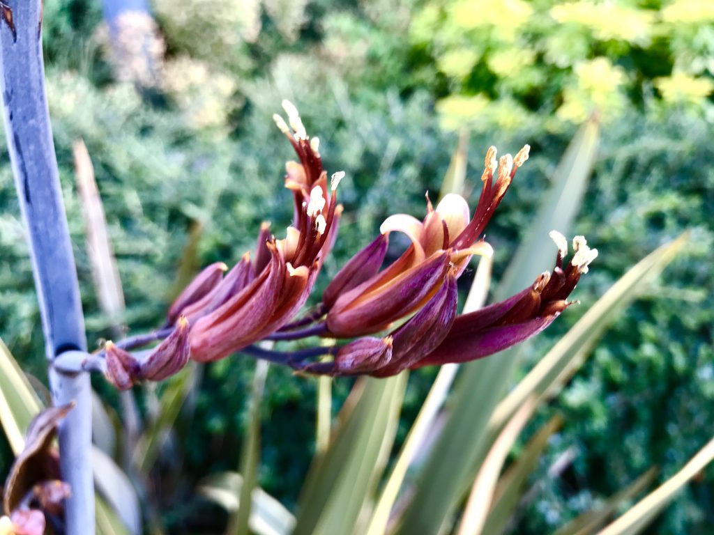 Phormium tenax or New Zealand Flax | Online Flower Garden