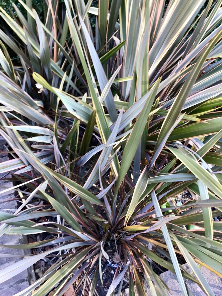 Phormium tenax or New Zealand Flax | Online Flower Garden
