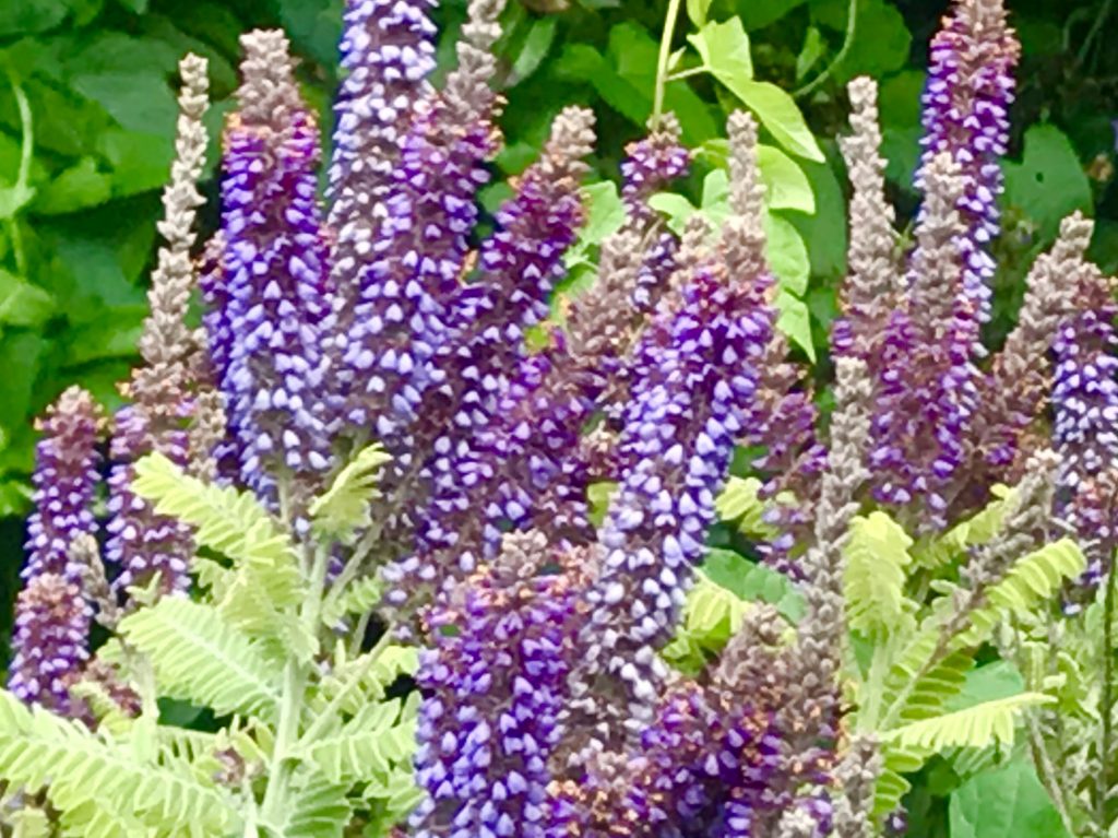 Amorpha canescens or Leadplant | Online Flower Garden