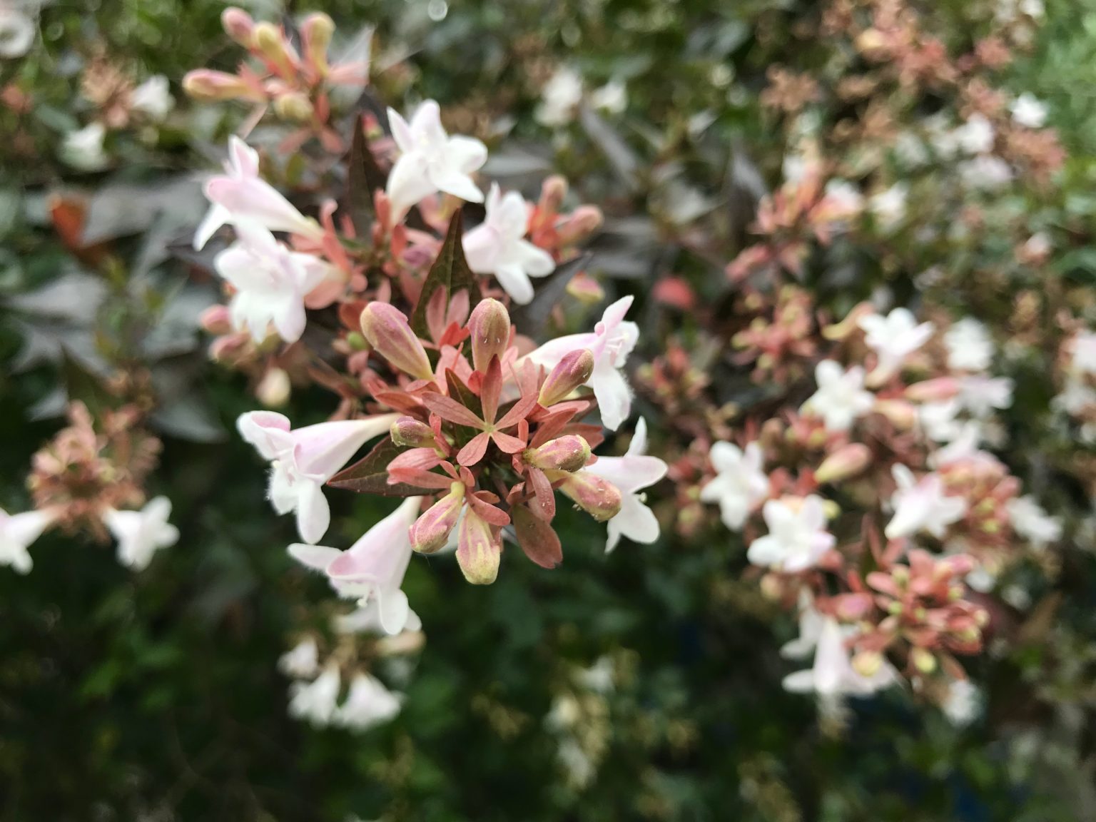 Abelia x grandiflora or Glossy Abelia | Online Flower Garden