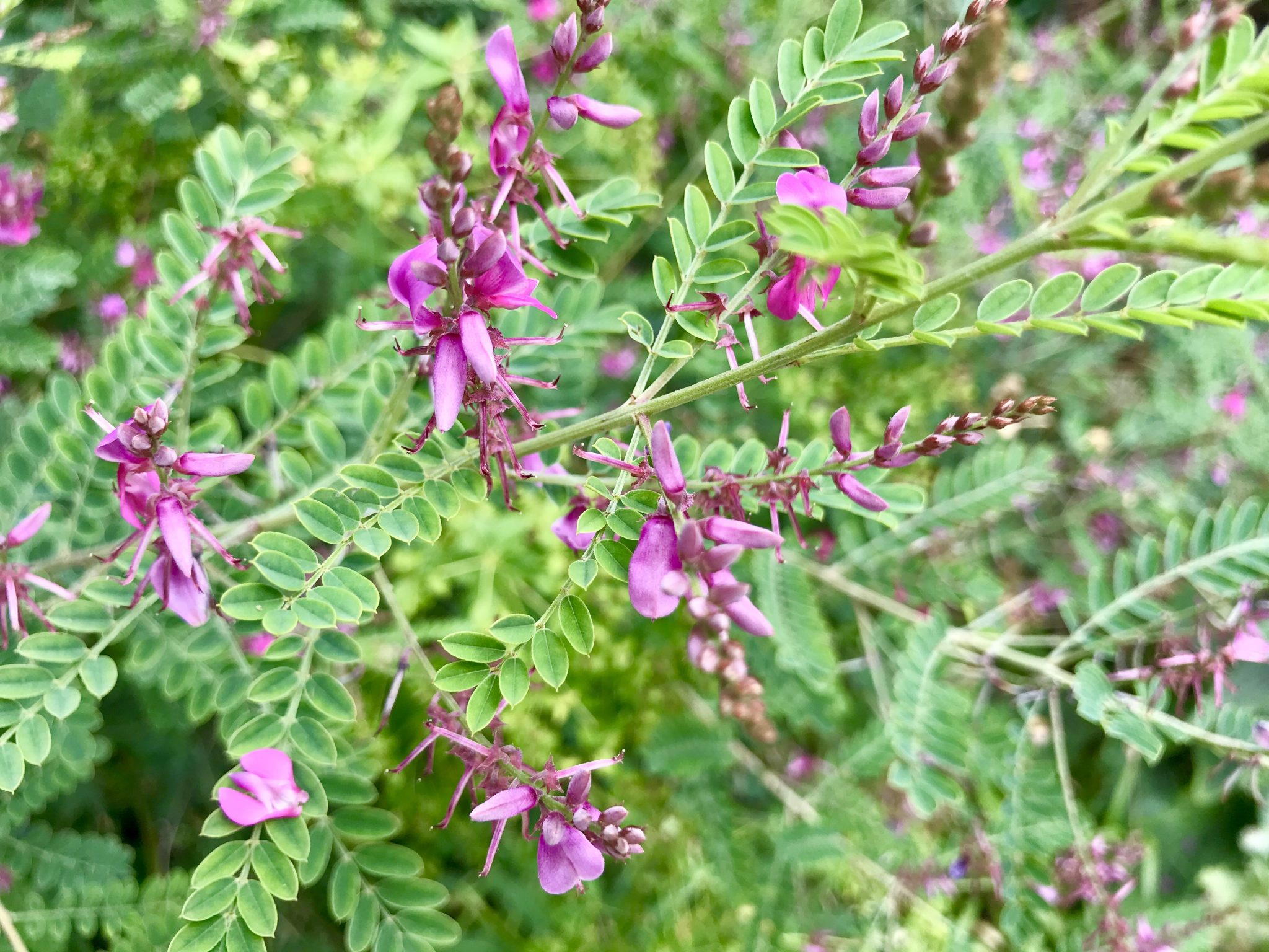 Indigofera heterantha or Himalayan Indigo