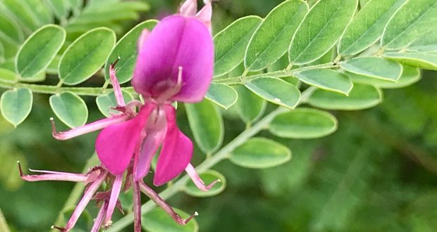 Indigofera heterantha | | Online Flower Garden
