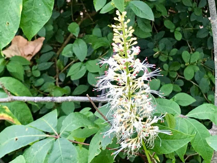 Aesculus parviflora or Dwarf Buckeye | Online Flower Garden
