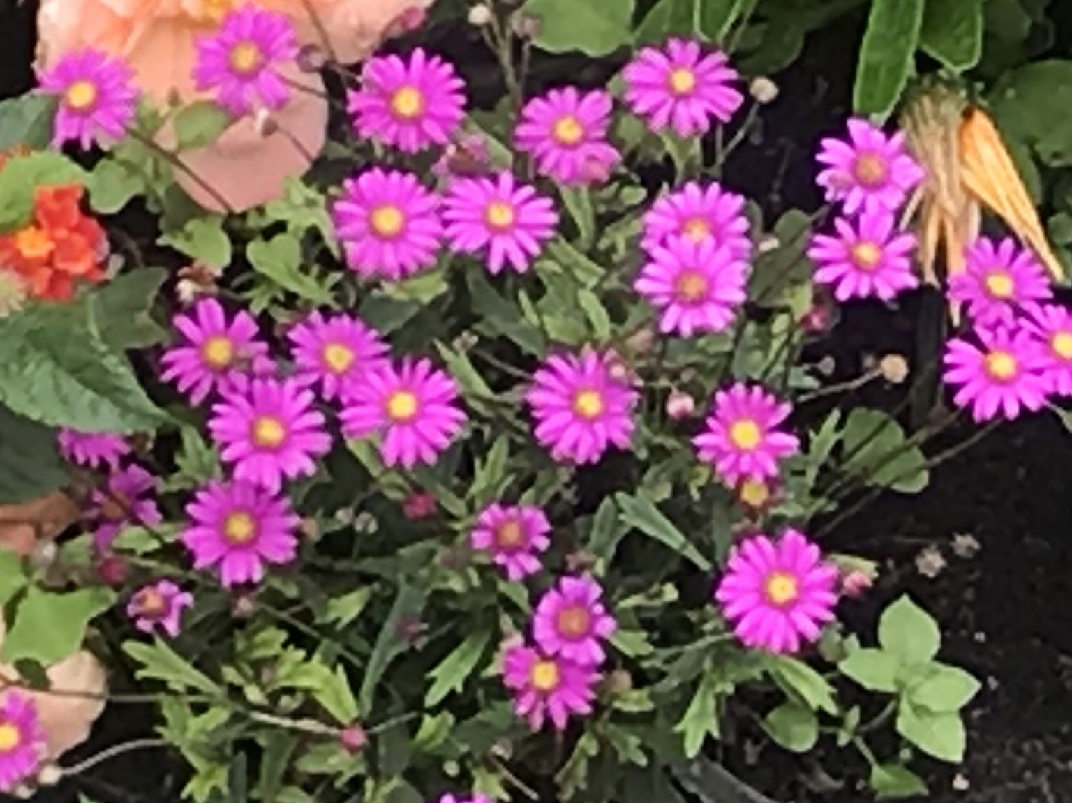 Senecio elegans or Purple Ragwort | Online Flower Garden