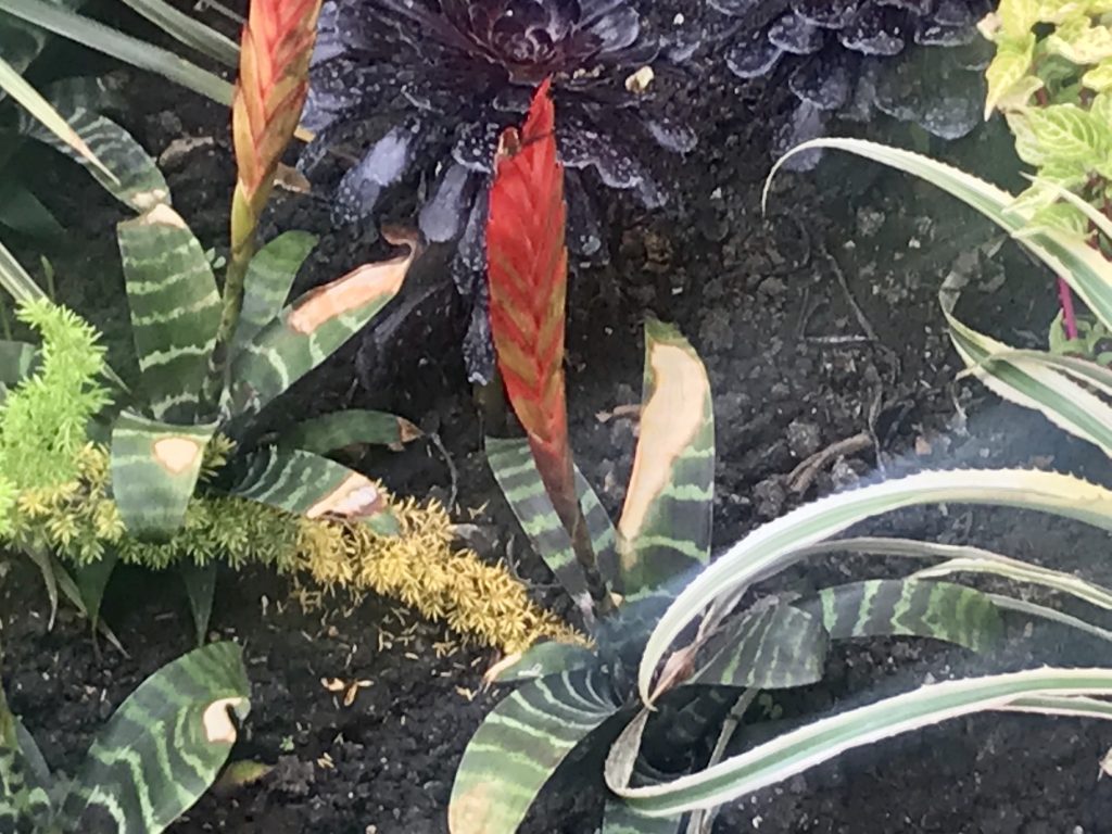 Vriesea splendens or Flaming Sword | Online Flower Garden