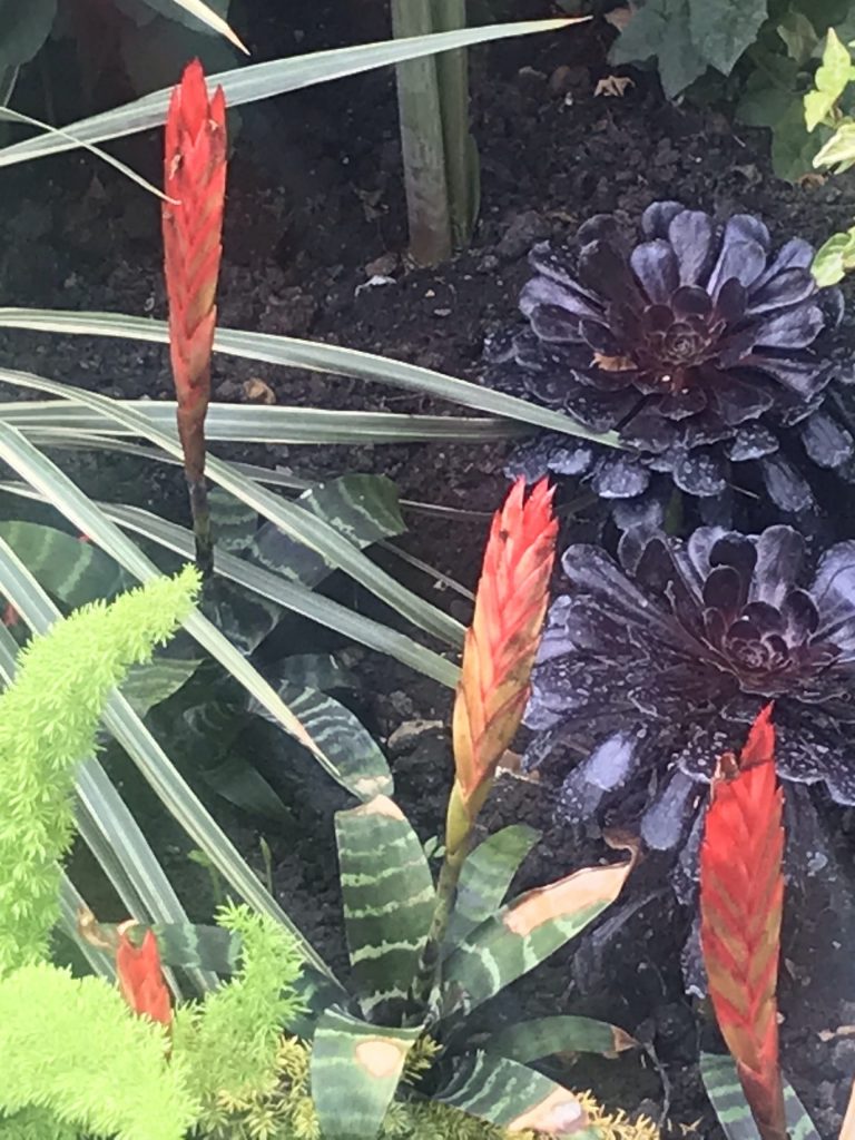 Vriesea splendens or Flaming Sword | Online Flower Garden