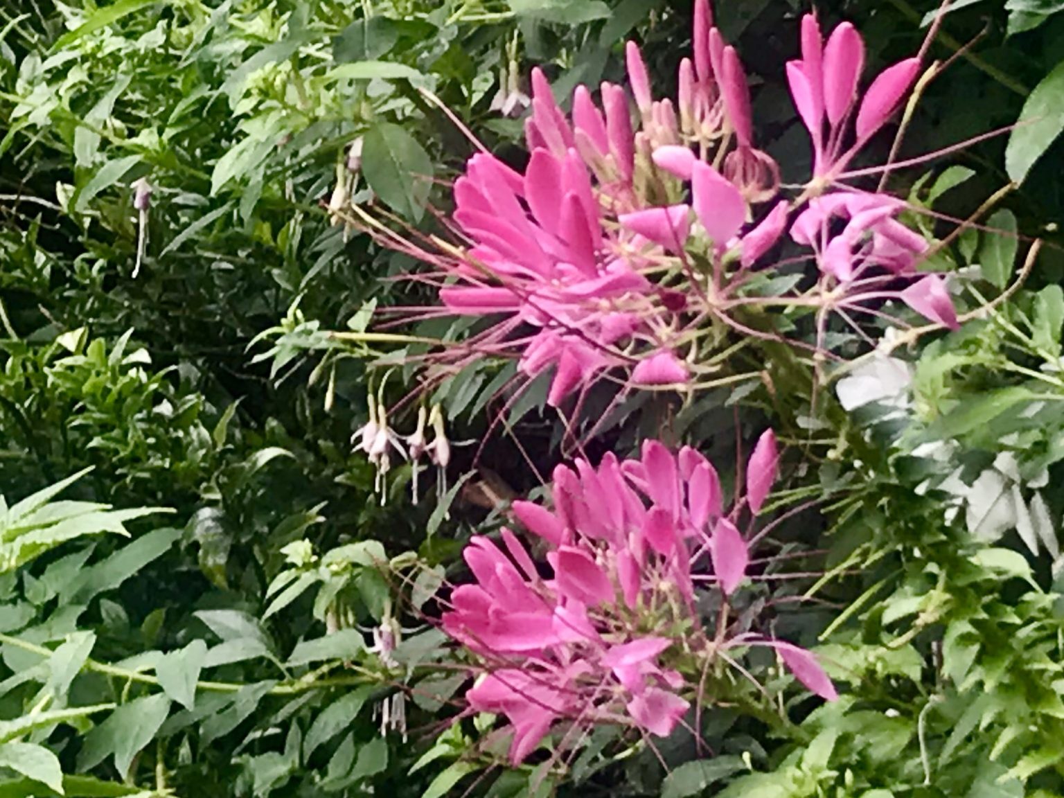 Brassicaceae or the Mustard Family of Plants