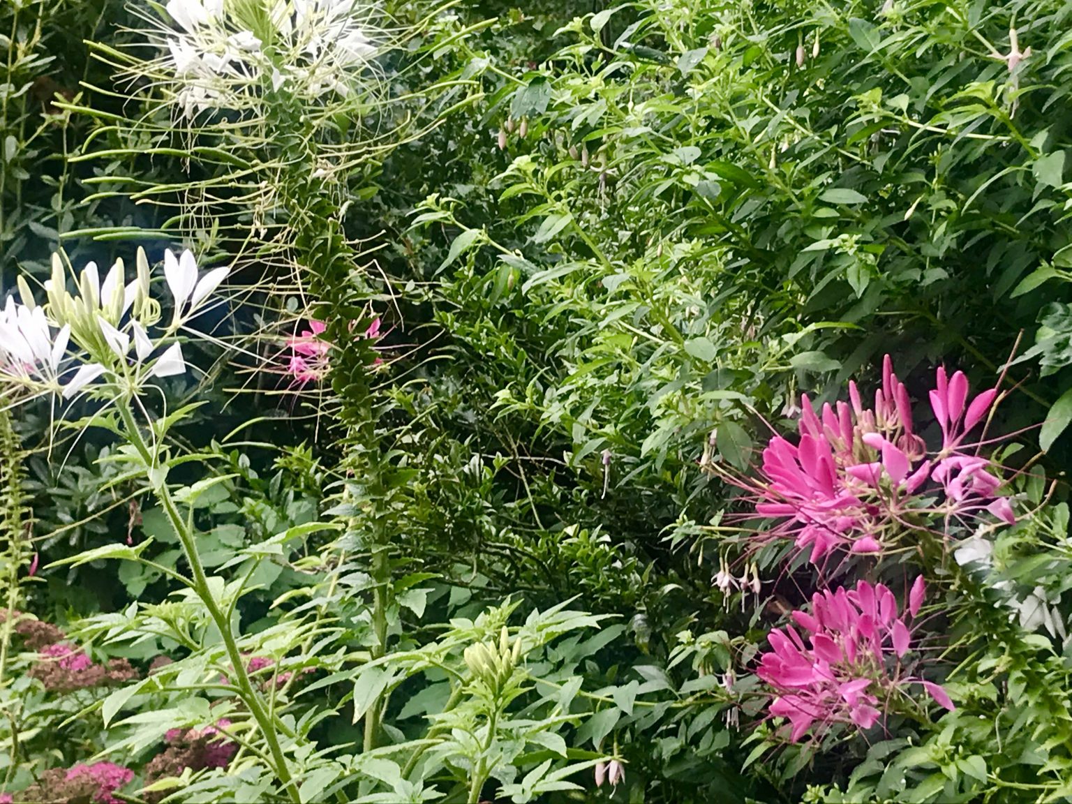 Cleome spinosa or Spider Plant | Online Flower Garden