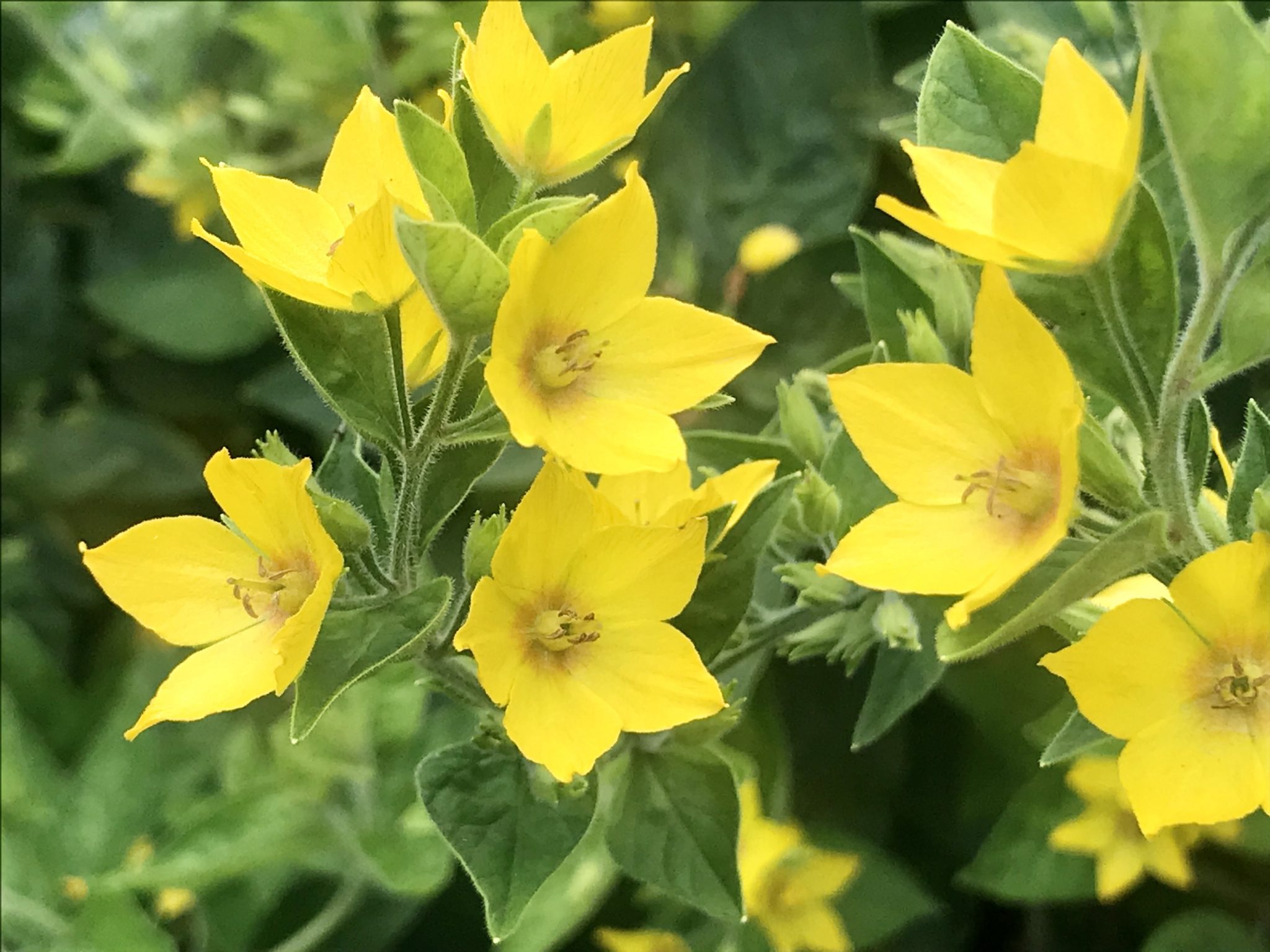 Lysimachia punctata | Online Flower Garden