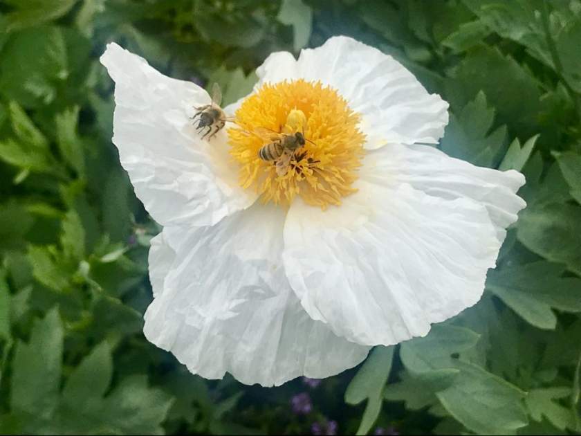 Romneya coulteri or California Poppy | Online Flower Garden