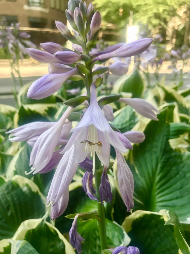 Hosta 'Patriot' or Plantain Lily | Online Flower Garden