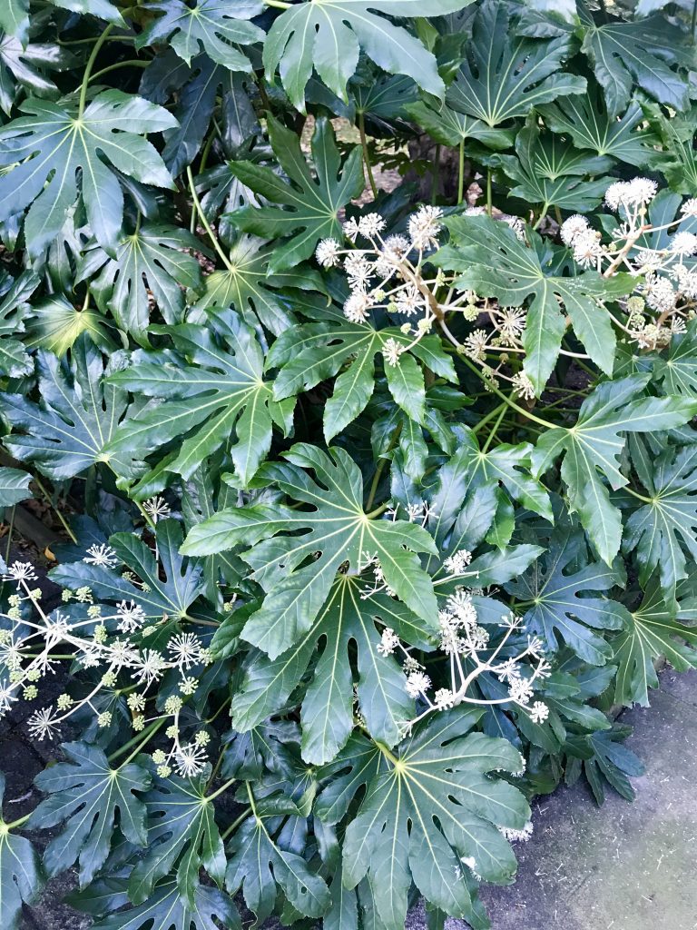 Fatsia japonica or Japanese Aralia | Online Flower Garden