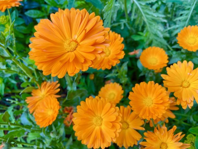 Calendula officinalis | Online Flower Garden