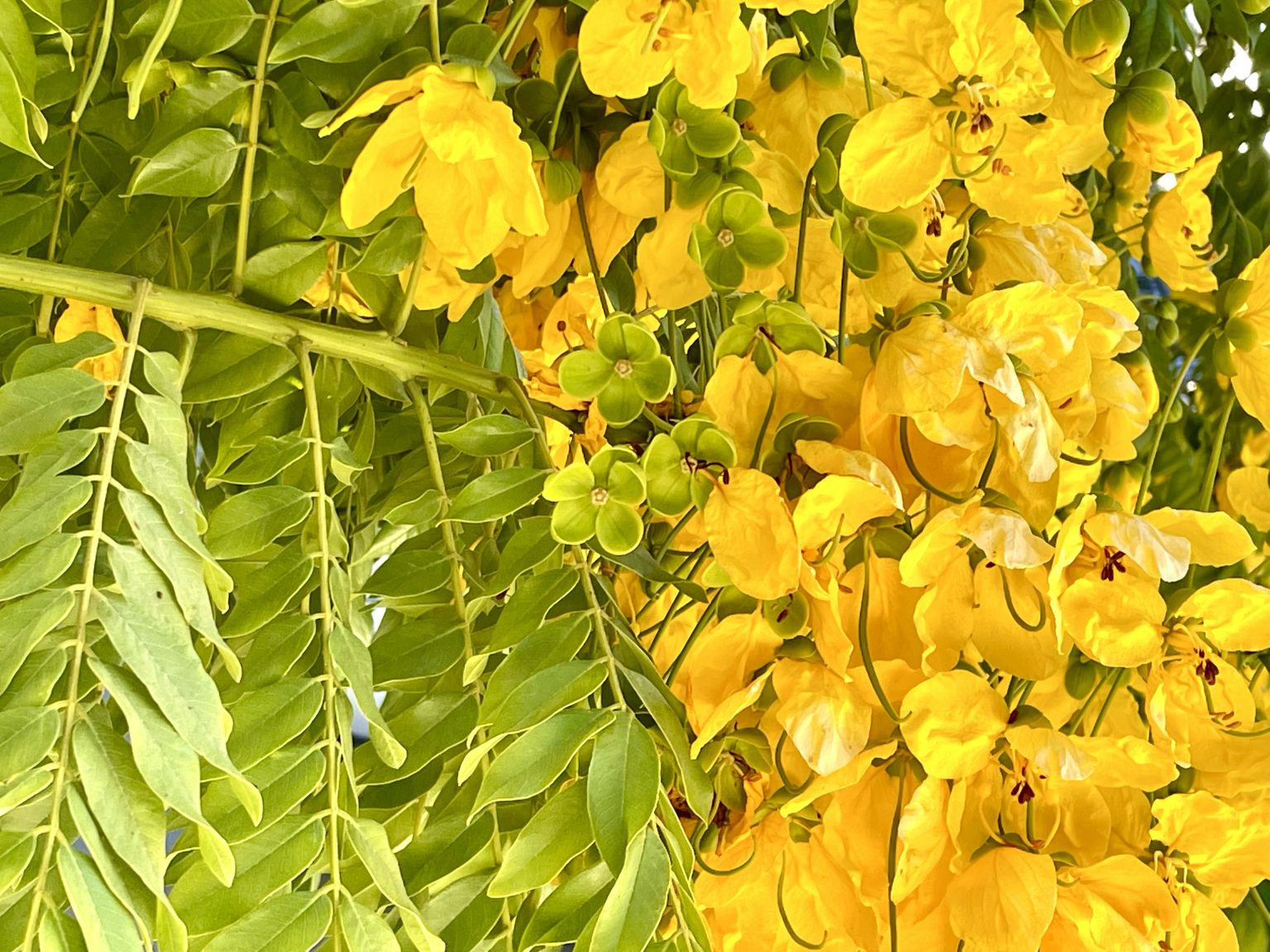 Cassia leptophylla or Medallion Tree | Online Flower Garden