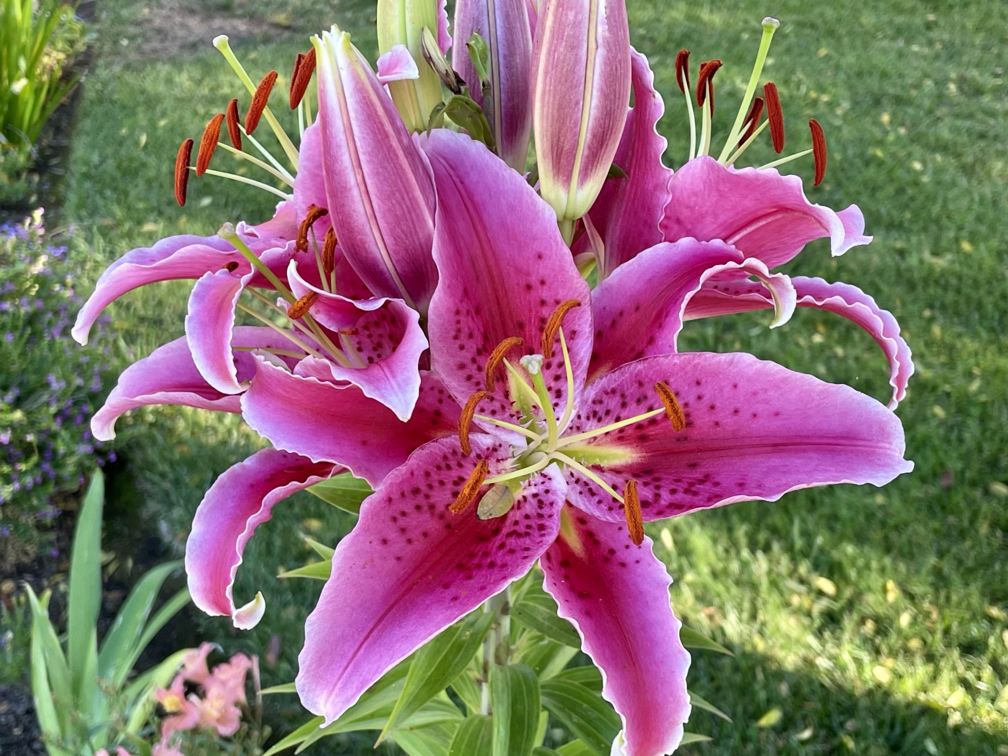 Lilium 'Star Gazer' | Online Flower Garden