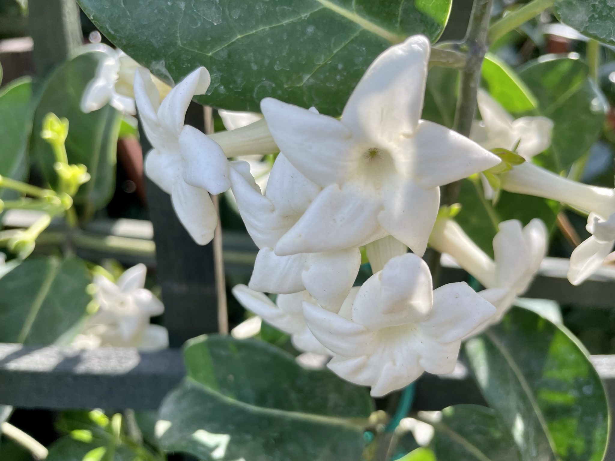 Stephanotis floribunda | Online Flower Garden