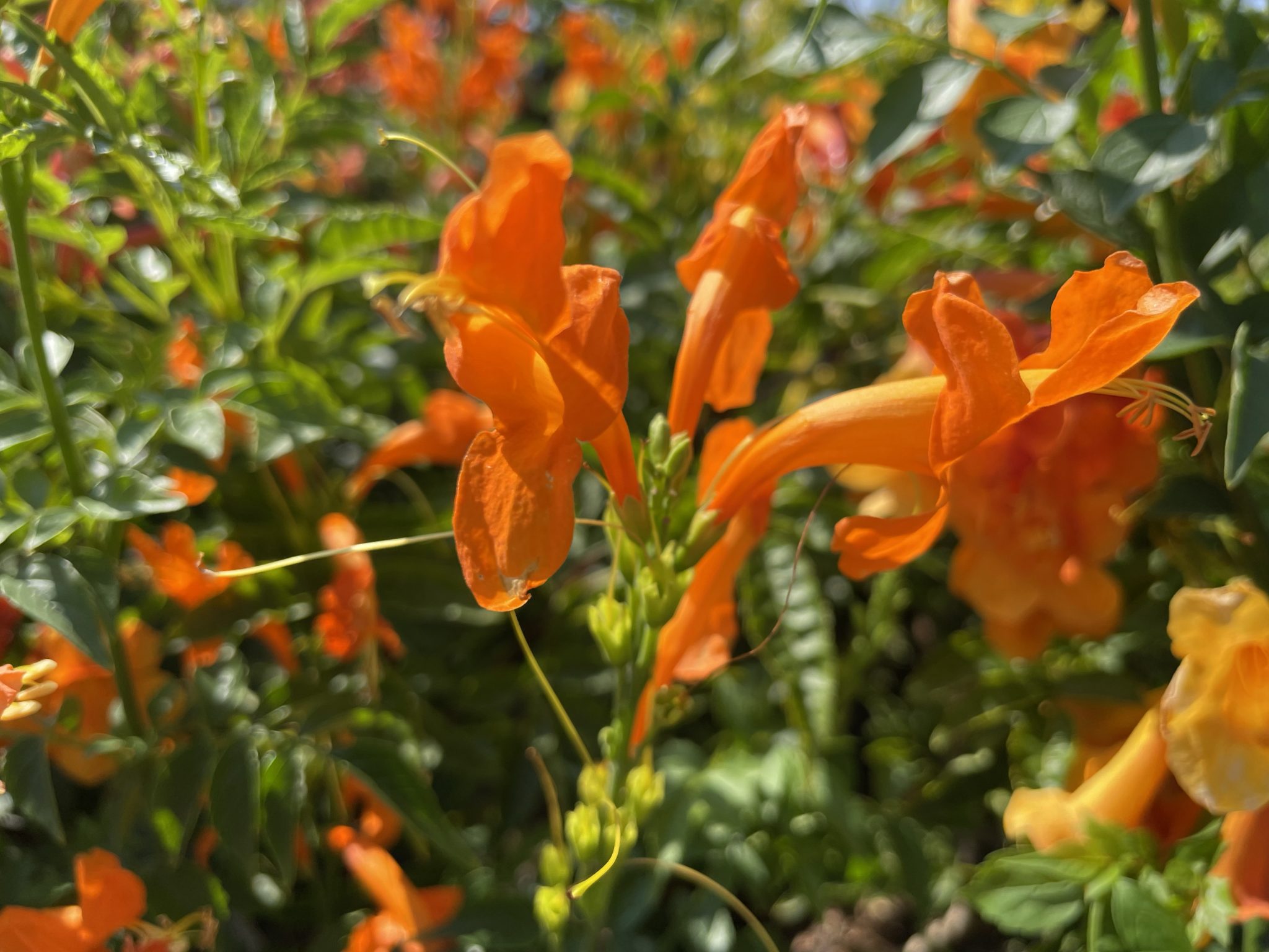 Tecomaria capensis 'Cape Town™ Orange', Online Flower Garden