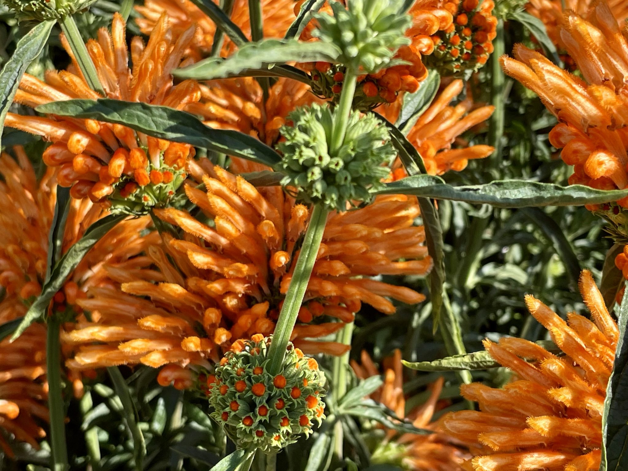 Leonotis leonurus or Lion's Tail | Online Flower Garden