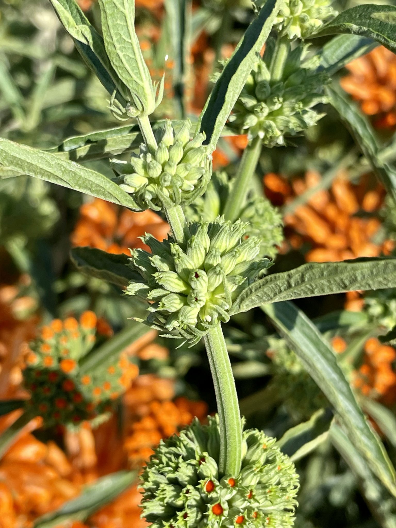 Leonotis leonurus or Lion's Tail | Online Flower Garden