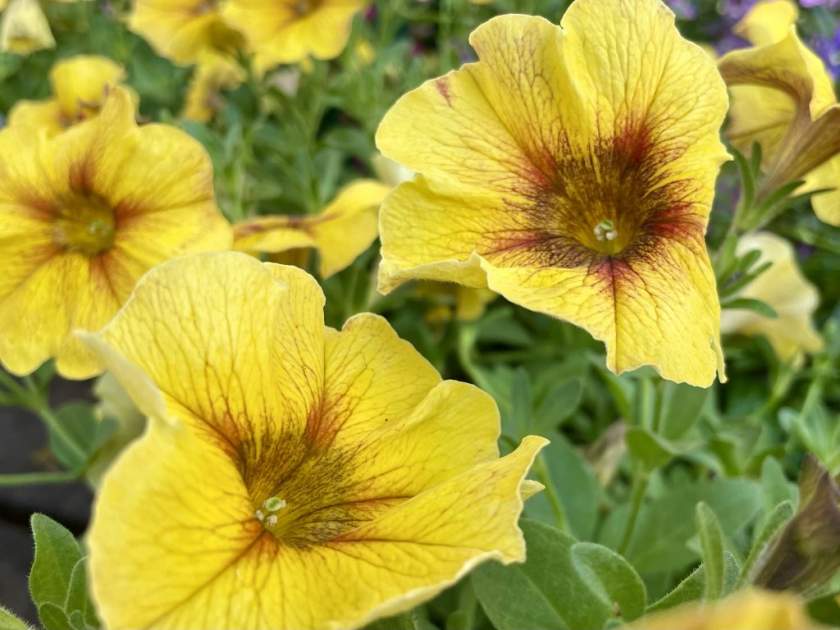 Petunia SuperCal® Premium 'Caramel Yellow'