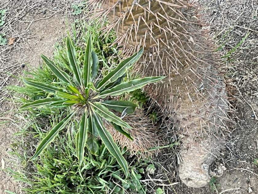 Pachypodium lamerei, Madagascar Palm | Online Flower Garden