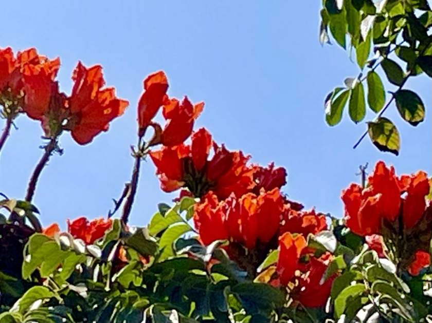 Spathodea campanulata | Online Flower Garden