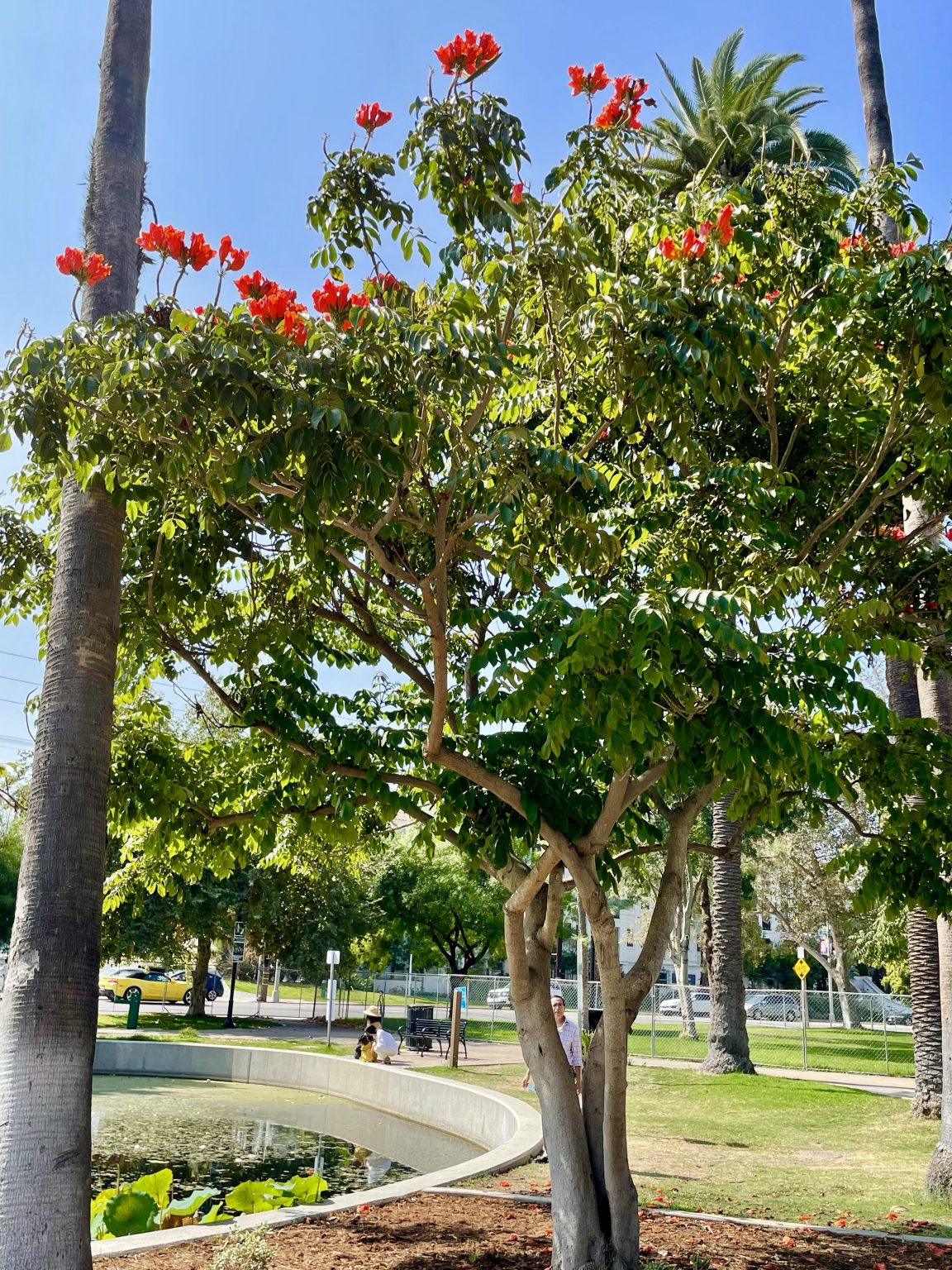 Spathodea campanulata | Online Flower Garden