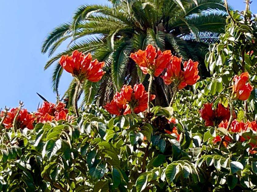 Spathodea campanulata | Online Flower Garden