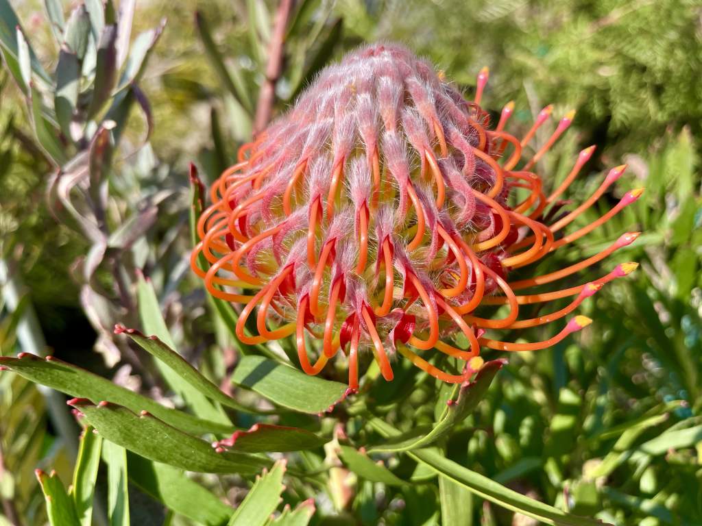 Leucospermum 'Tango' | Online Flower Garden