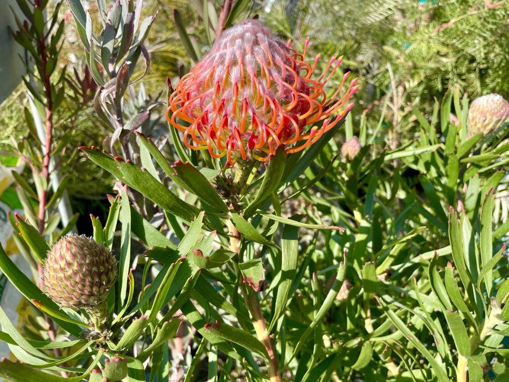 Leucospermum 'Tango' | Online Flower Garden