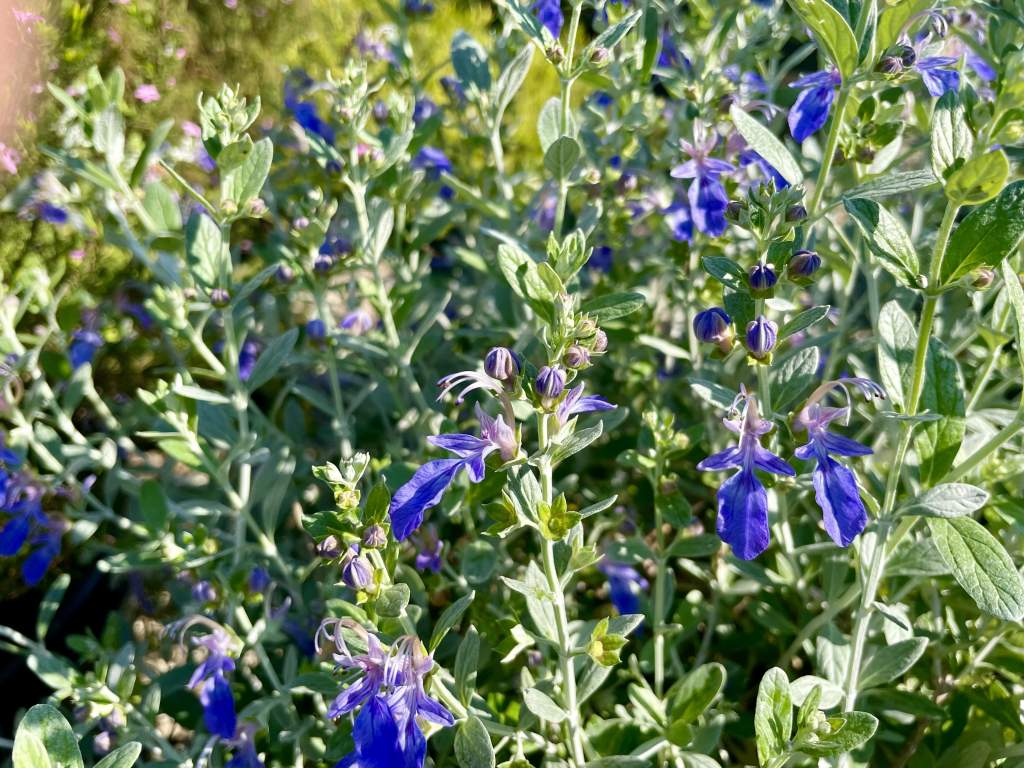 Teucrium fruticans 'Azureum' | Online Flower Garden
