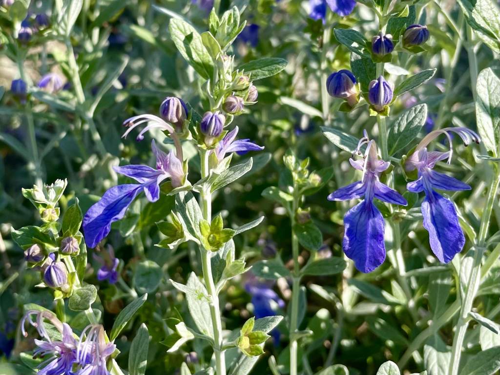 Teucrium fruticans 'Azureum' | Online Flower Garden