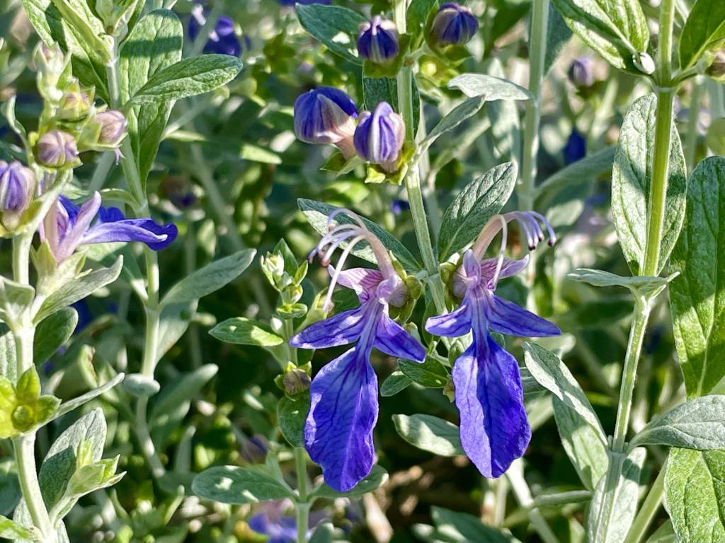 Teucrium fruticans 'Azureum' | Online Flower Garden