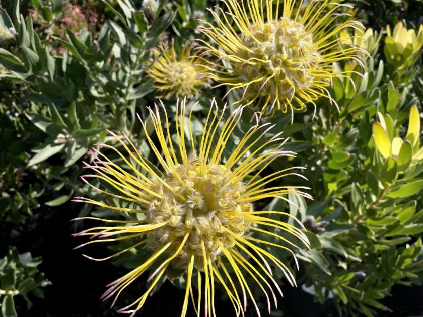 Proteaceae Family of Plants | Online Flower Garden