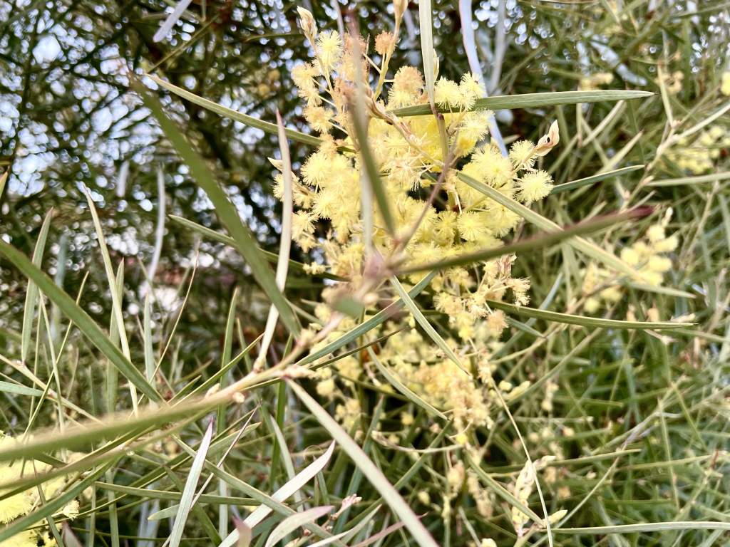 Acacia retinodes or Swamp Wattle | Online Flower Garden