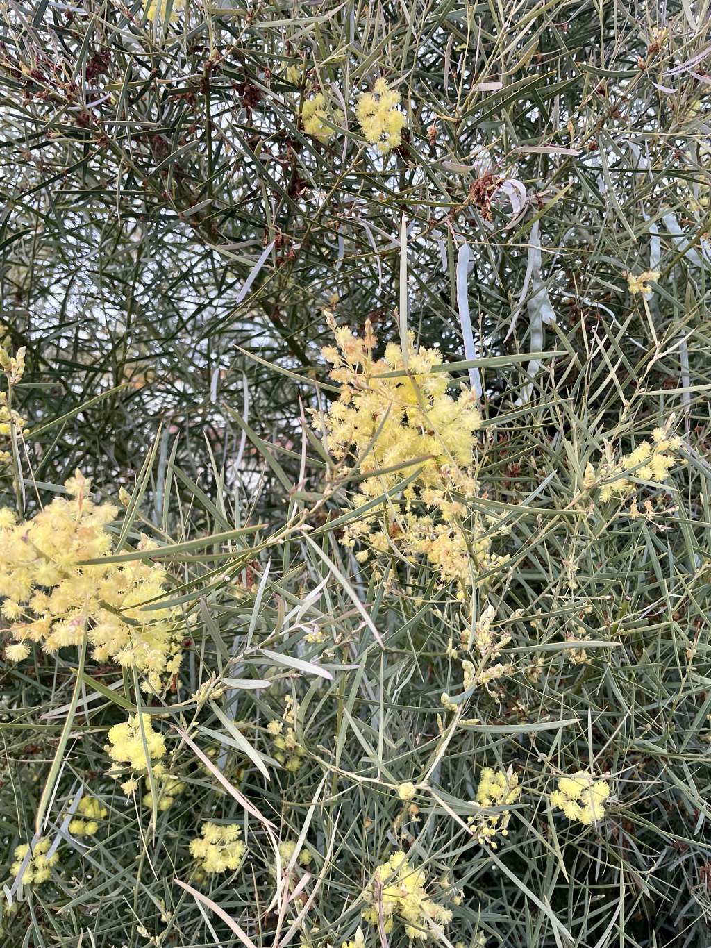 Acacia retinodes or Swamp Wattle | Online Flower Garden