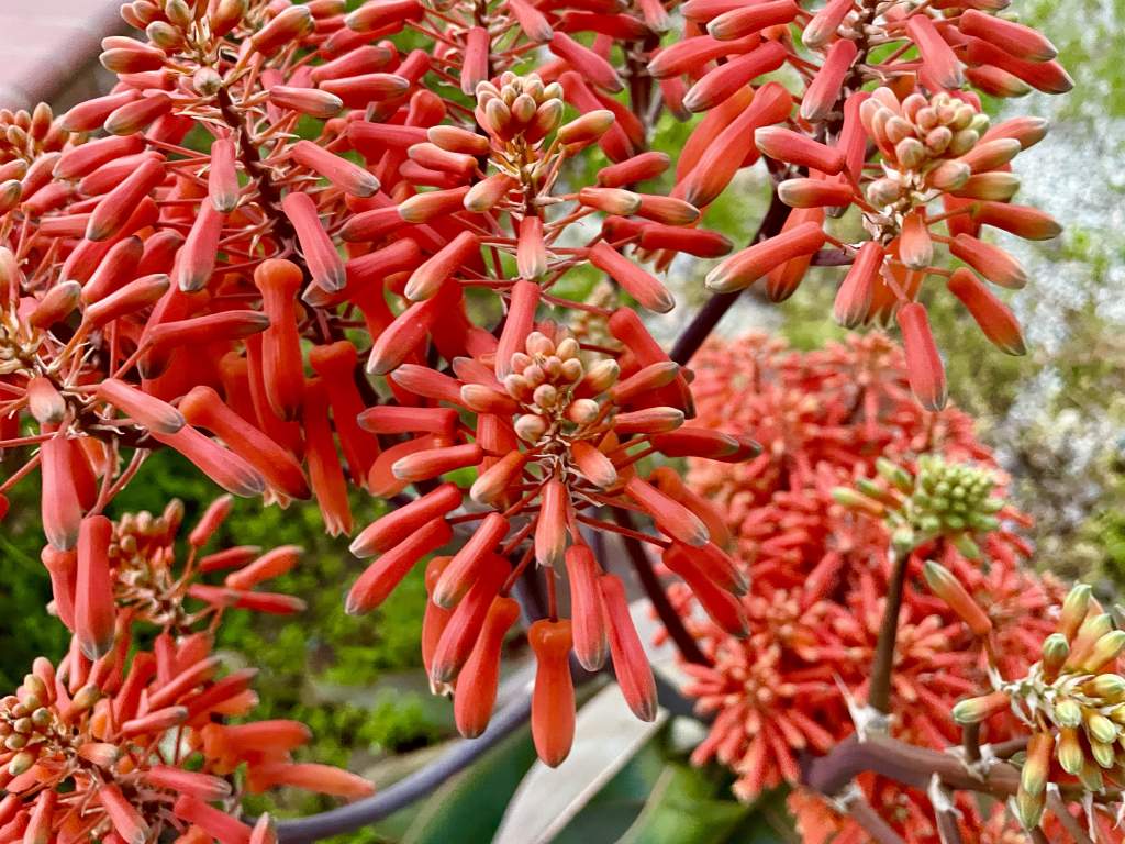 Aloe striata or Coral Aloe | Online Flower Garden