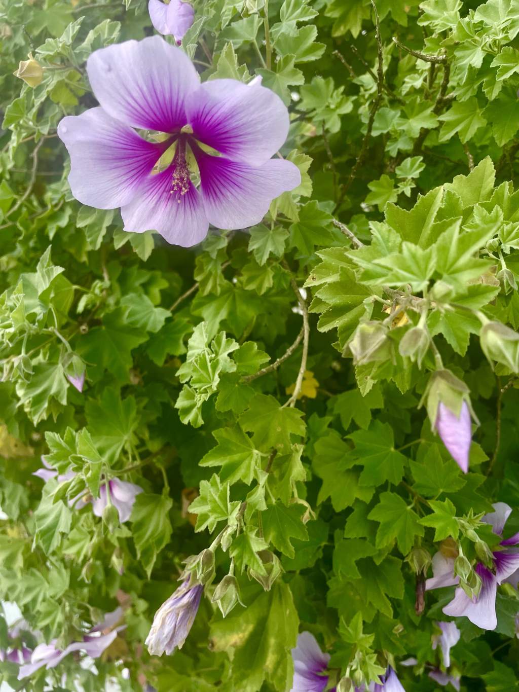 Lavatera maritima or Tree Mallow | Online Flower Garden