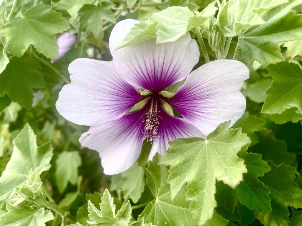 Lavatera maritima or Tree Mallow | Online Flower Garden