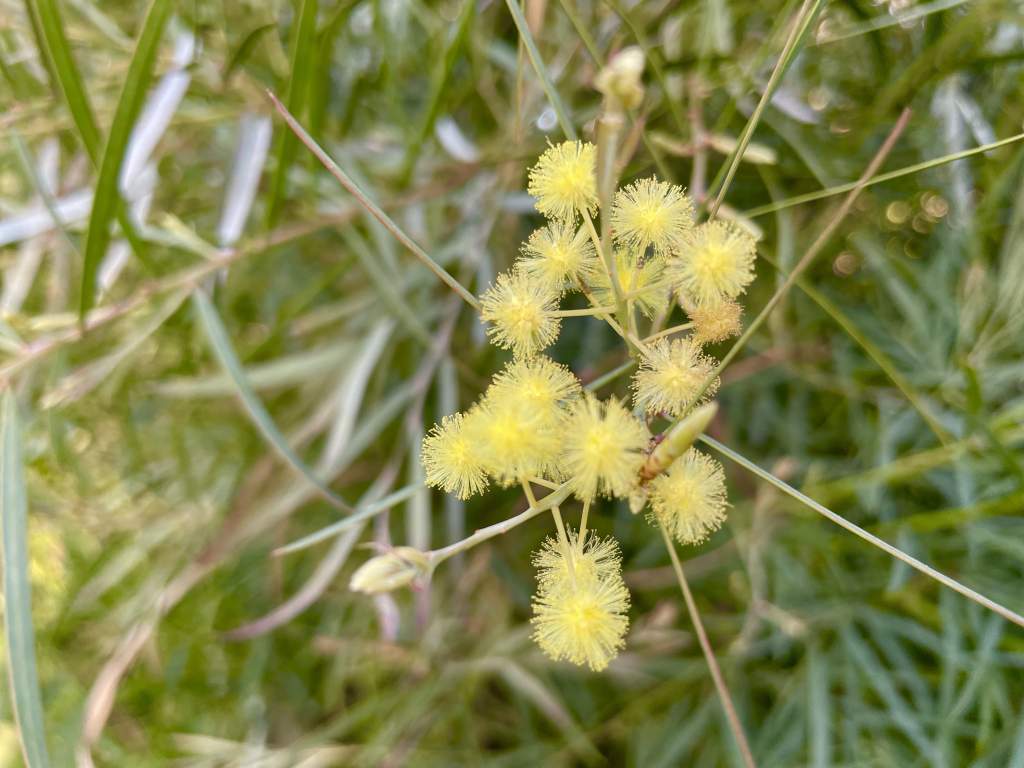 Acacia retinodes or Swamp Wattle | Online Flower Garden