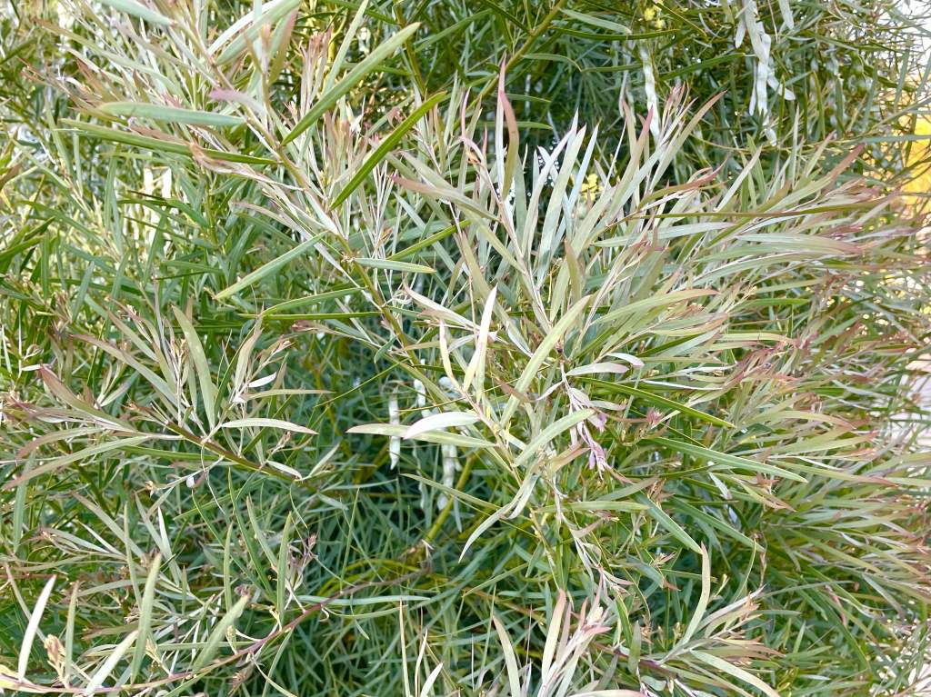 Acacia retinodes or Swamp Wattle | Online Flower Garden