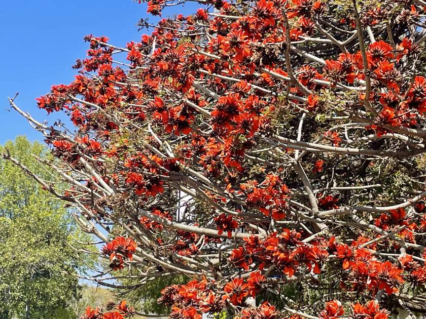 Erythrina caffra or Coast Coral Tree