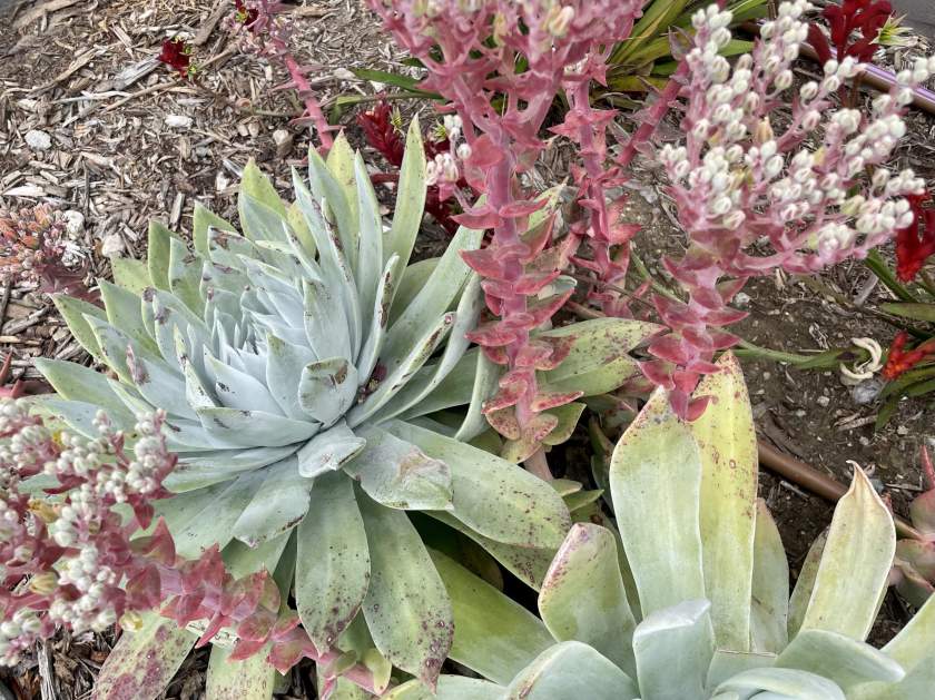 Dudleya pulverulenta | Online Flower Garden