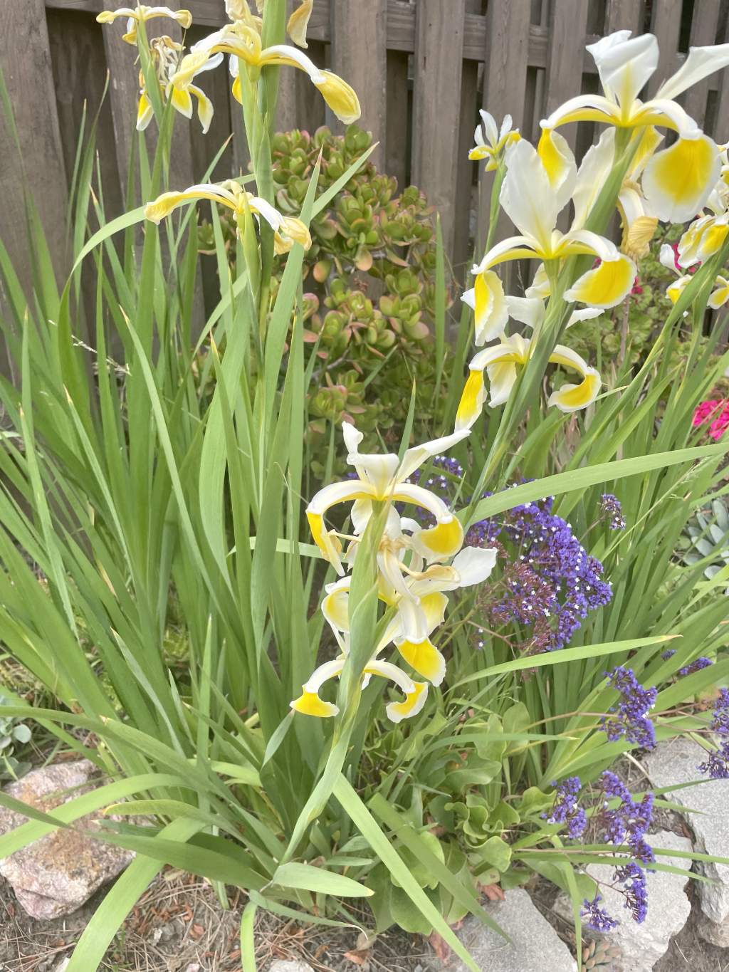 Iris orientalis 'Ochroleuca' | Online Flower Garden