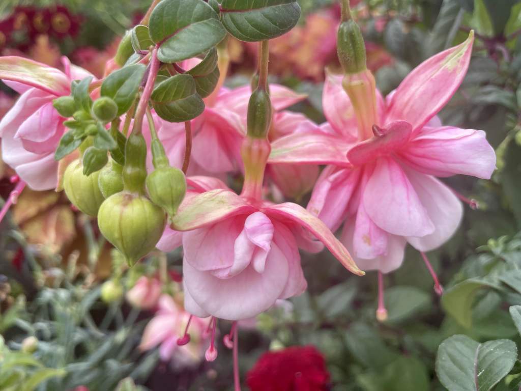 Fuchsia 'El Camino' | Online Flower Garden