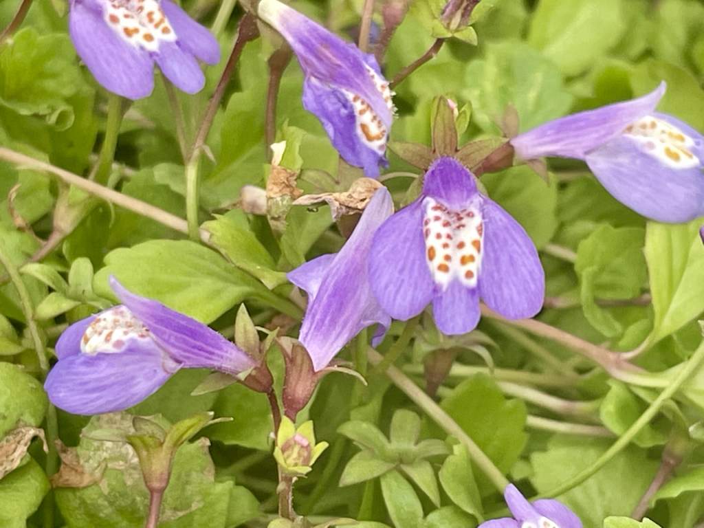 Mazus reptans or Creeping Mazes | Online Flower Garden