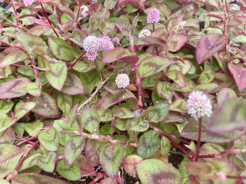 Polygonum capitatum | Online Flower Garden