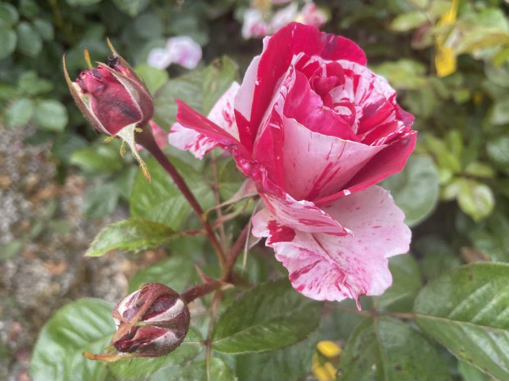 Scentimental™ Rose | Online Flower Garden