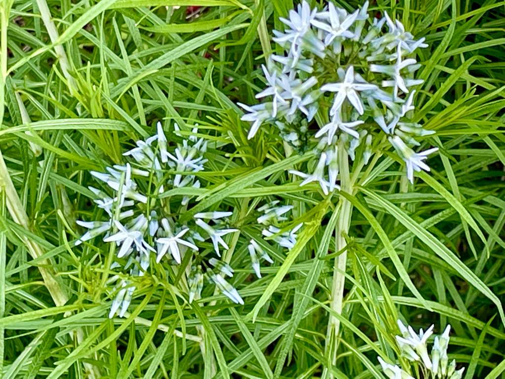 Amsonia hubrichtii | Online Flower Garden